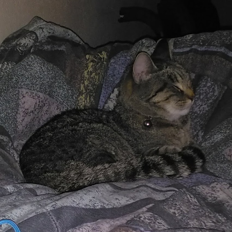 Cat_hair_Crafts | FishFam.link