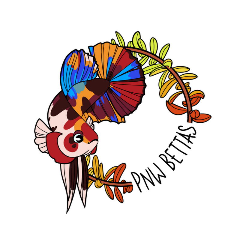 PNWBettas | FishFam.link
