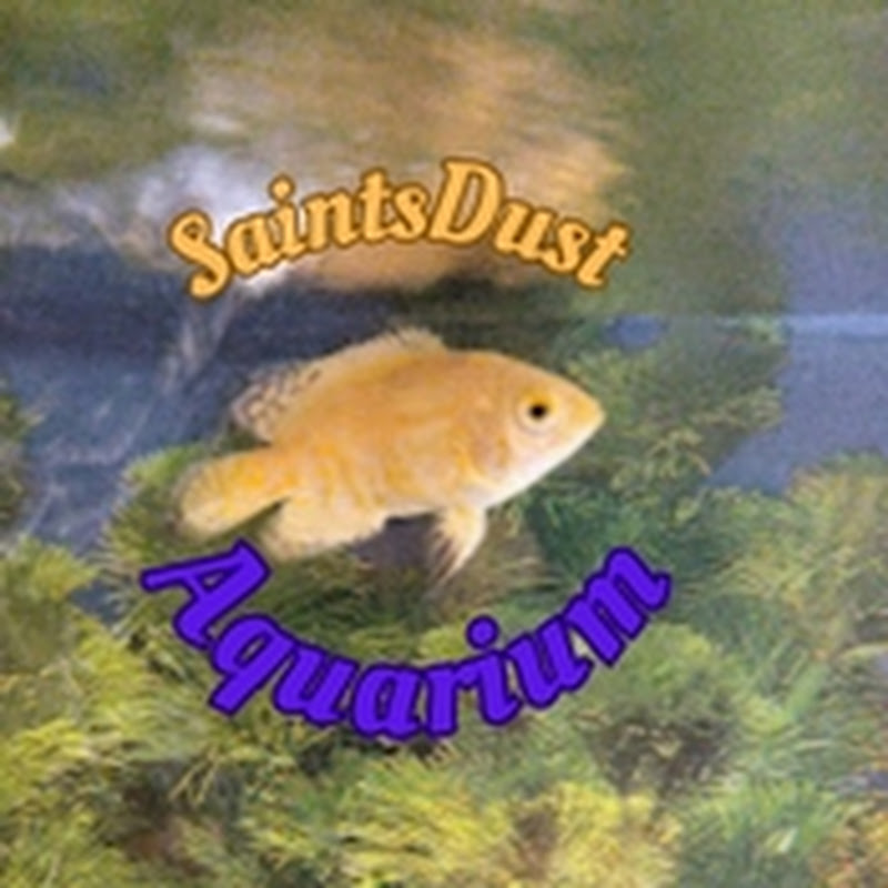 SaintsDust Aquariums | FishFam.link