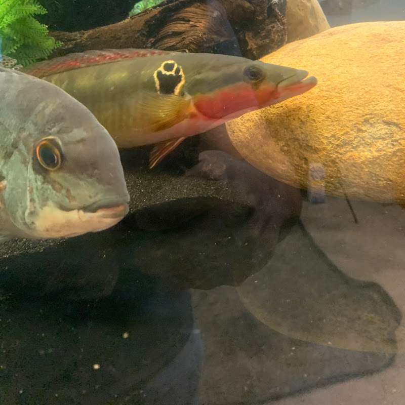 Tabarak Aquatics | FishFam.link