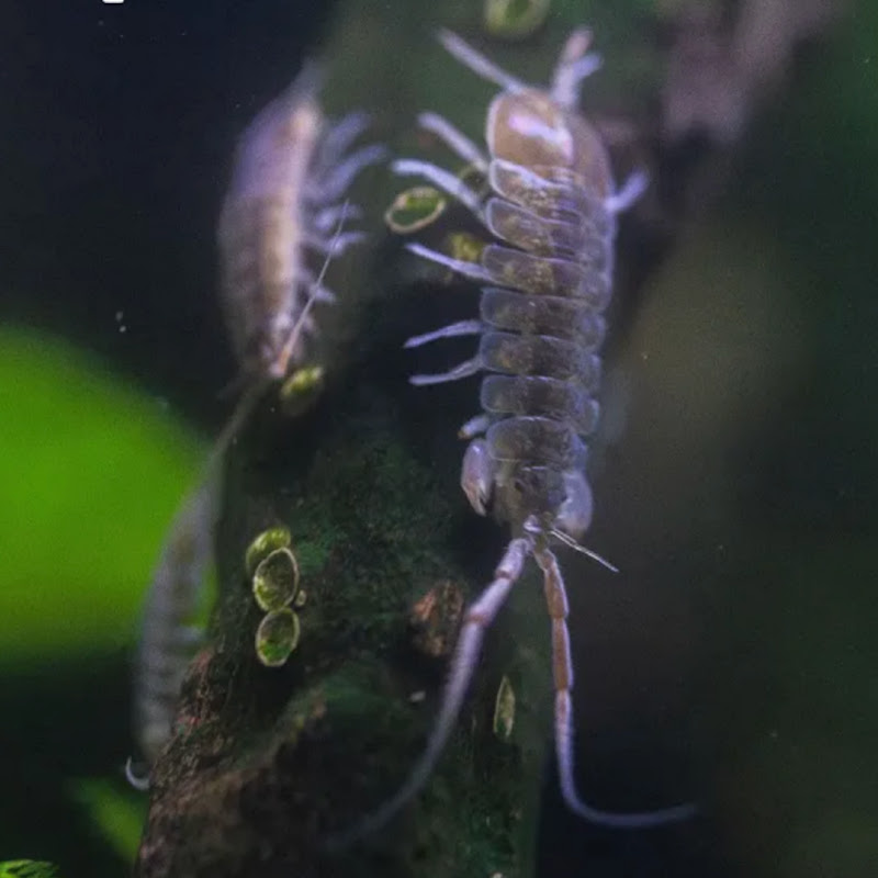 The Fish Guys | FishFam.link
